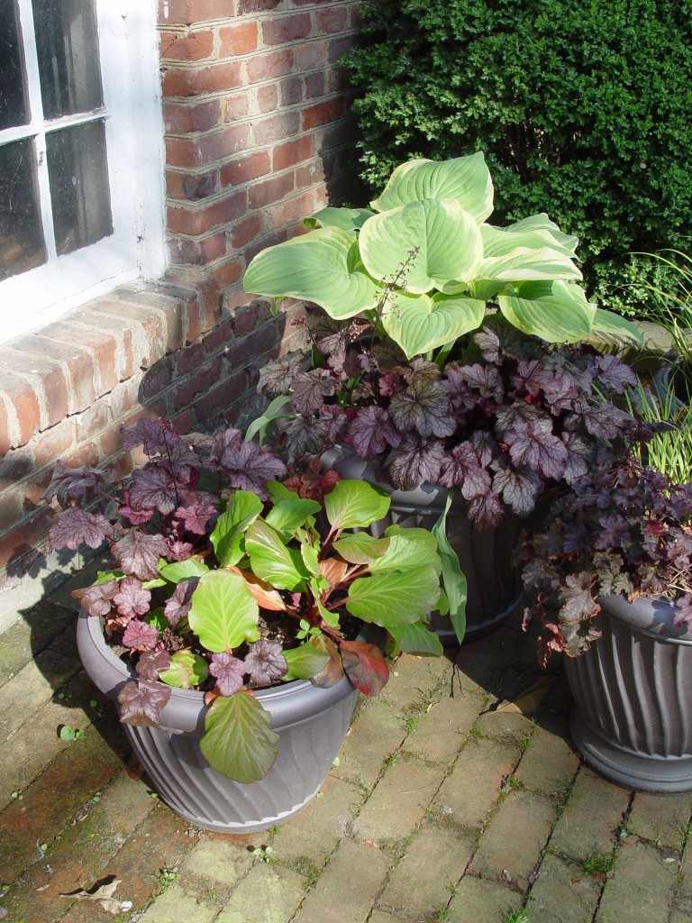 Perennials for Pots | Garden Housecalls