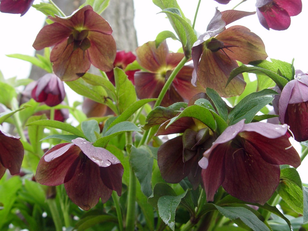 Lenten rose | Garden Housecalls