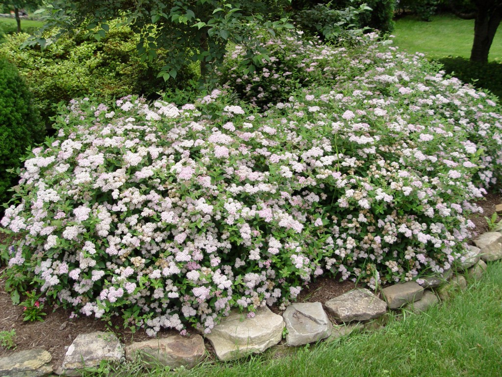 Spirea ‘Little Princess’ | Garden Housecalls