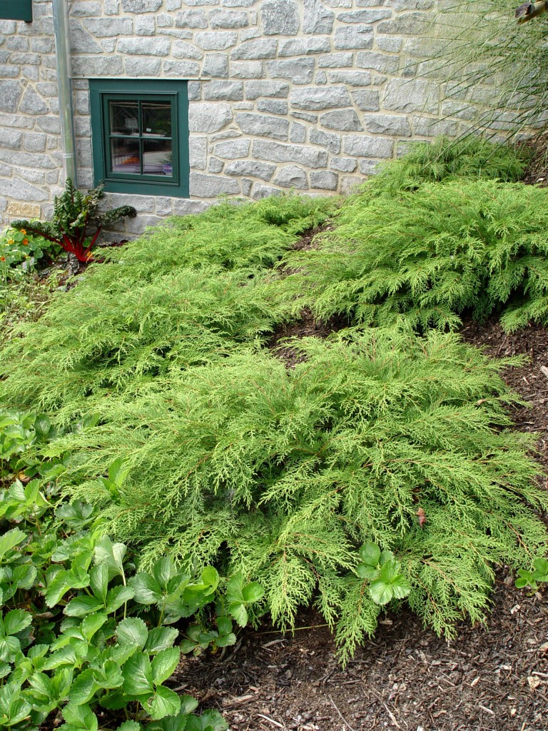 Russian cypress | Garden Housecalls
