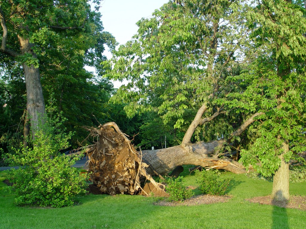 Gun-Shy About Trees? | Garden Housecalls