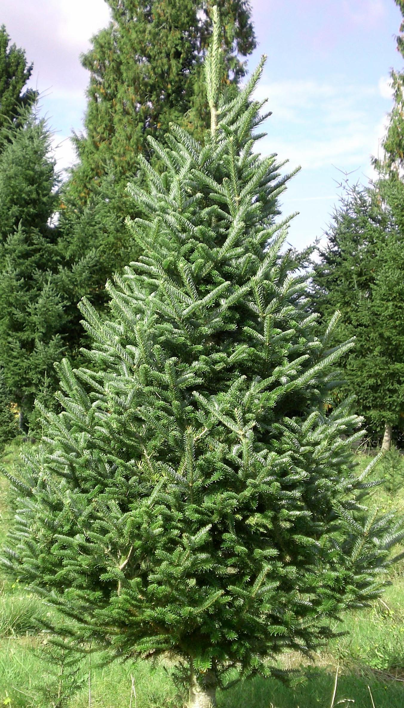 The Perfect Christmas Tree Garden Housecalls The Perfect Christmas Tree Garden Housecalls