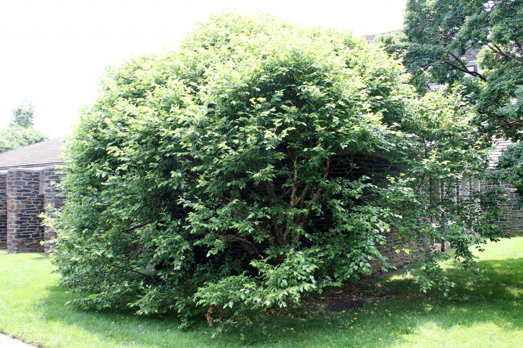 Dwarf river birch ‘Little King’ | Garden Housecalls