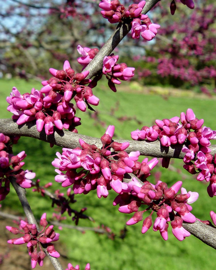 Redbud | Garden Housecalls