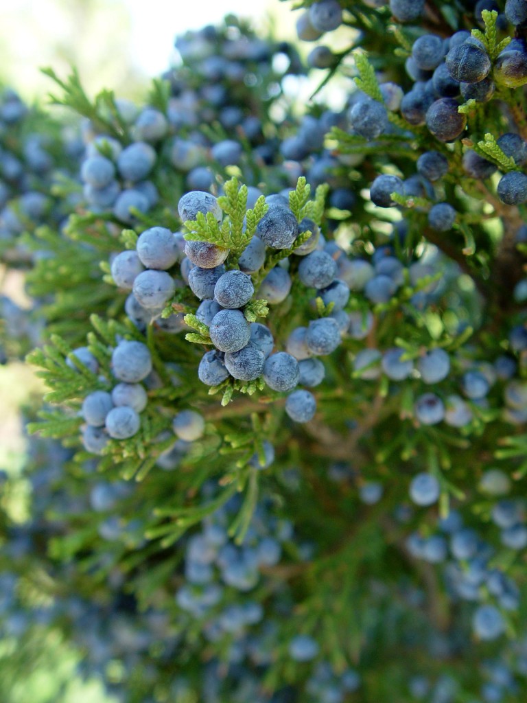 Eastern red cedar | Garden Housecalls
