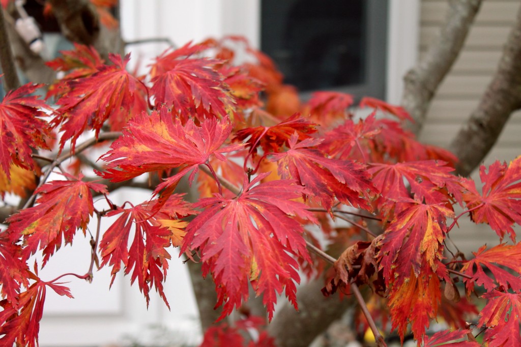 Fern-leaf full moon maple | Garden Housecalls