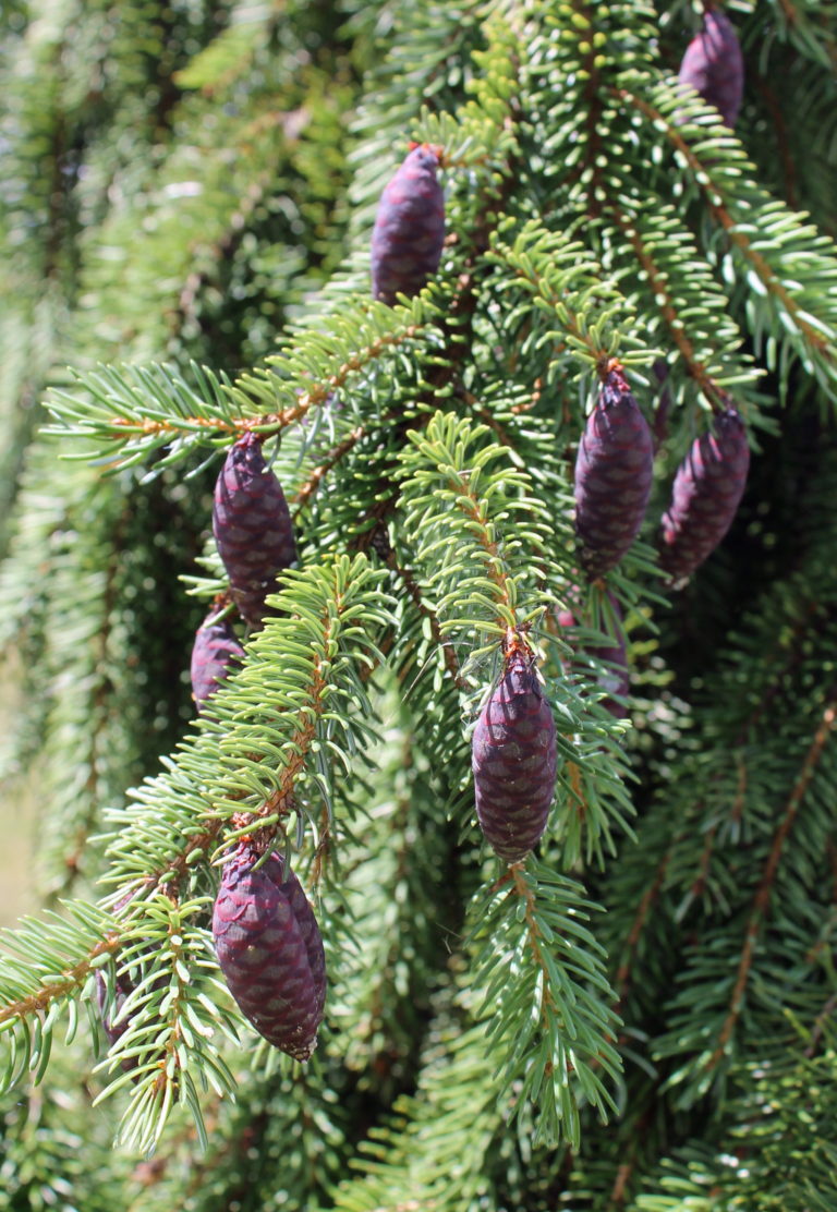 12 of the Best Needled Evergreen Trees | Garden Housecalls