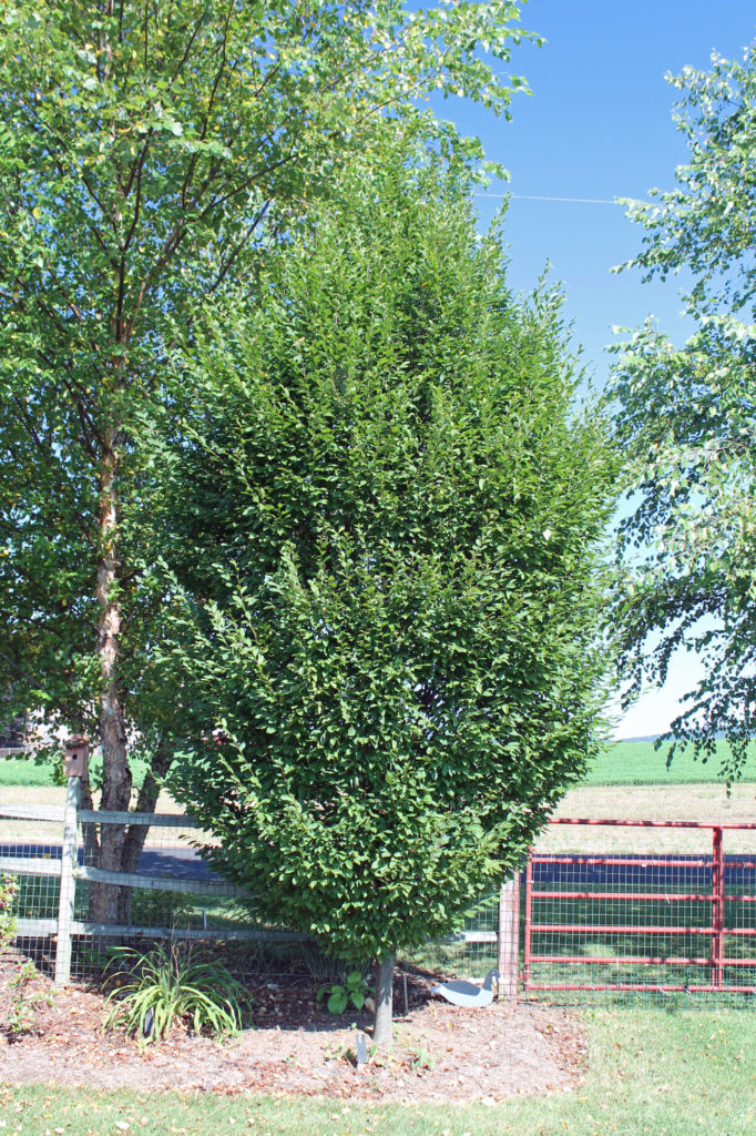 Top 10 Native Trees for Home Landscapes | Garden Housecalls