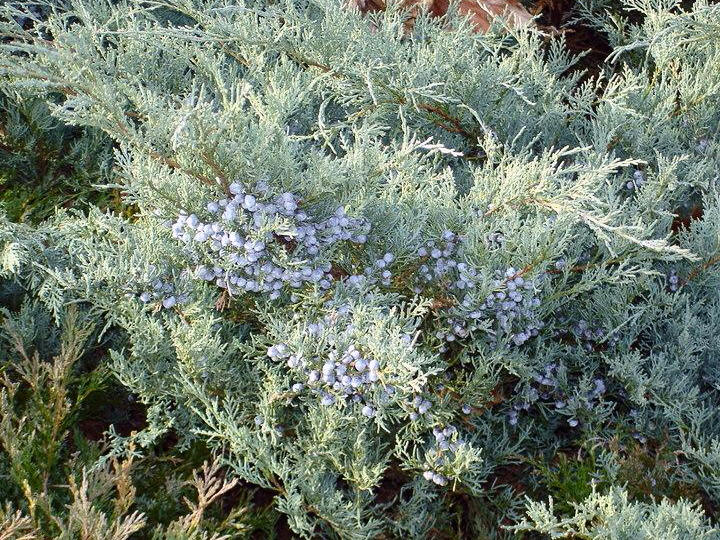 Juniper ‘Grey Owl’ | Garden Housecalls
