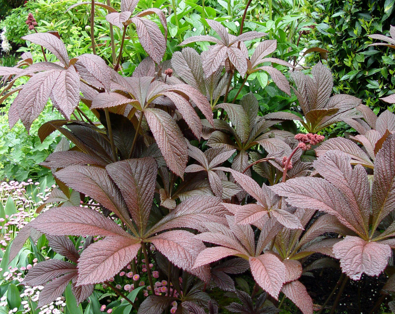 Rodgersia (Rodger’s flower) | Garden Housecalls