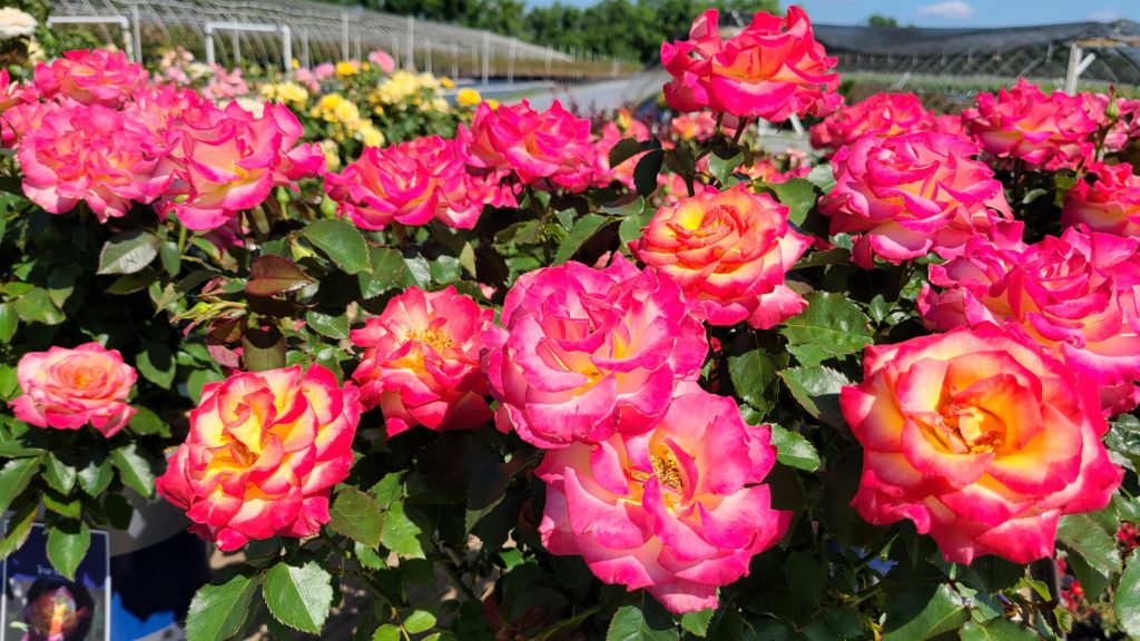 Garden Housecalls - The Best New Trees and Shrubs of 2022