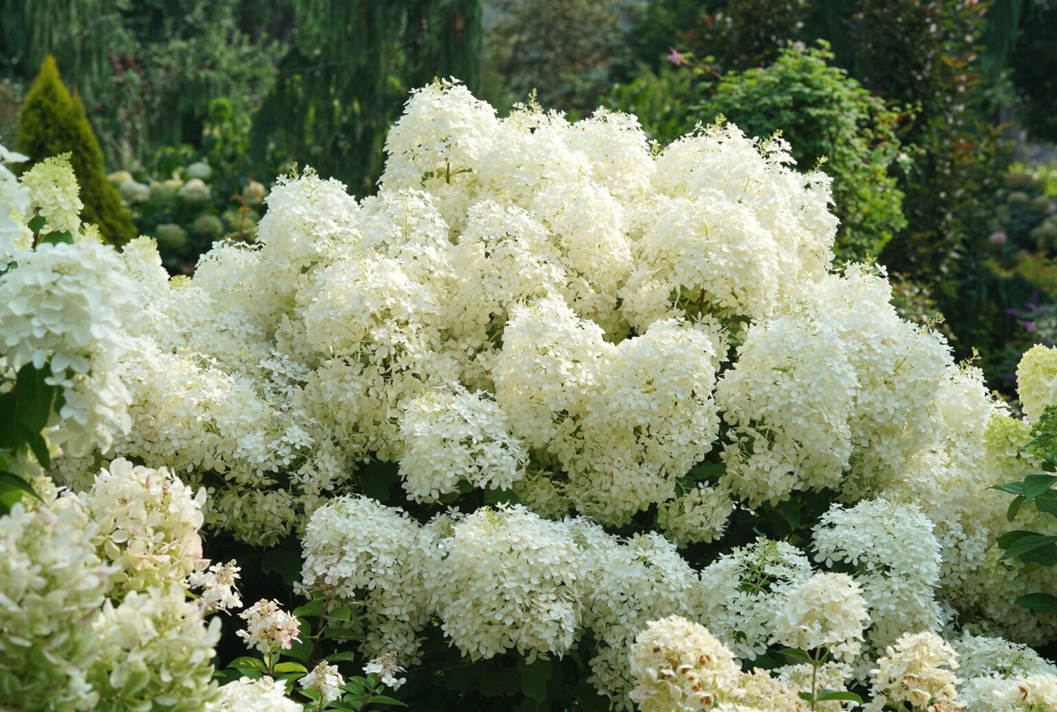 The Best New Trees and Shrubs of 2023 | Garden Housecalls