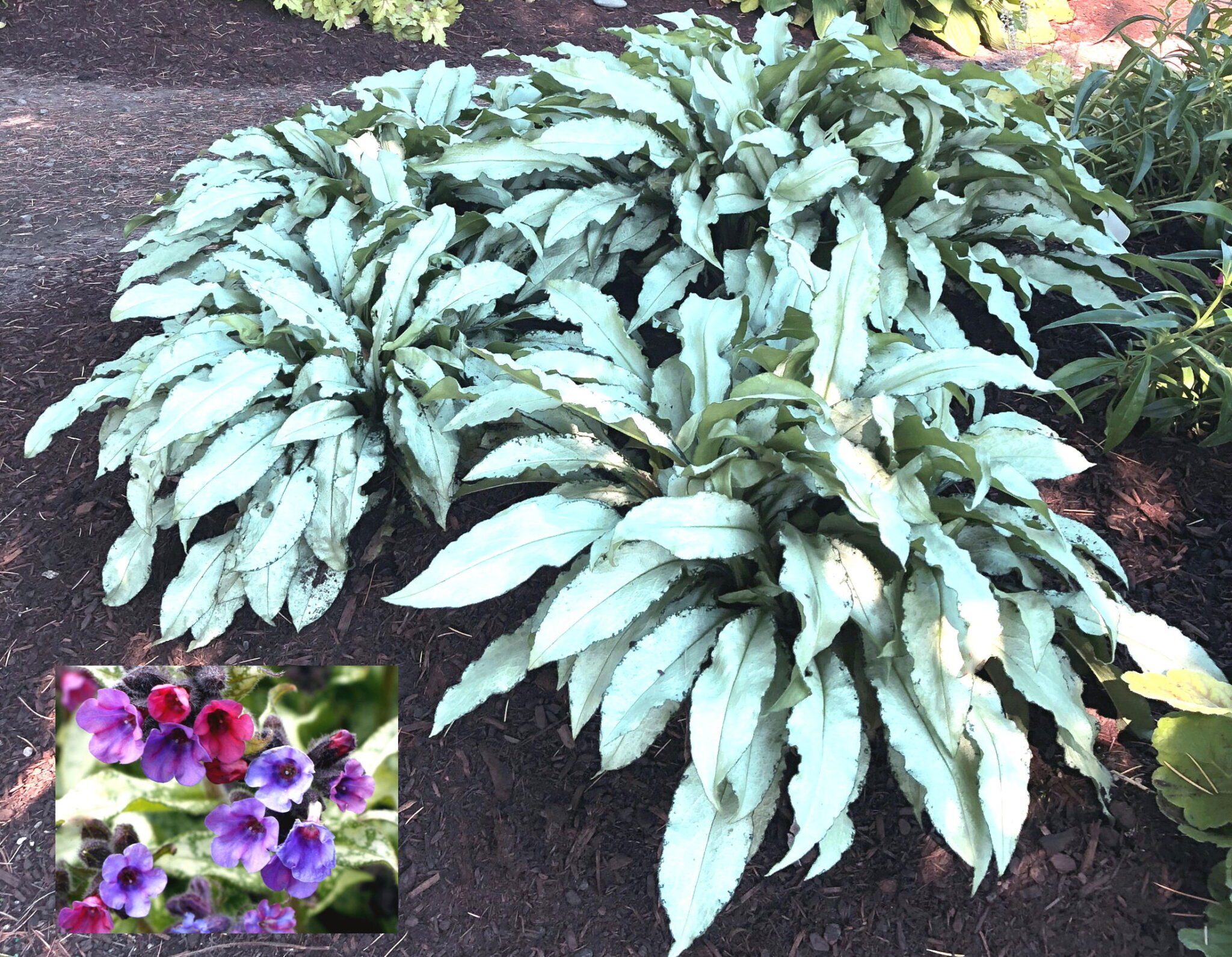 The Best New Perennial Flowers of 2023 | Garden Housecalls