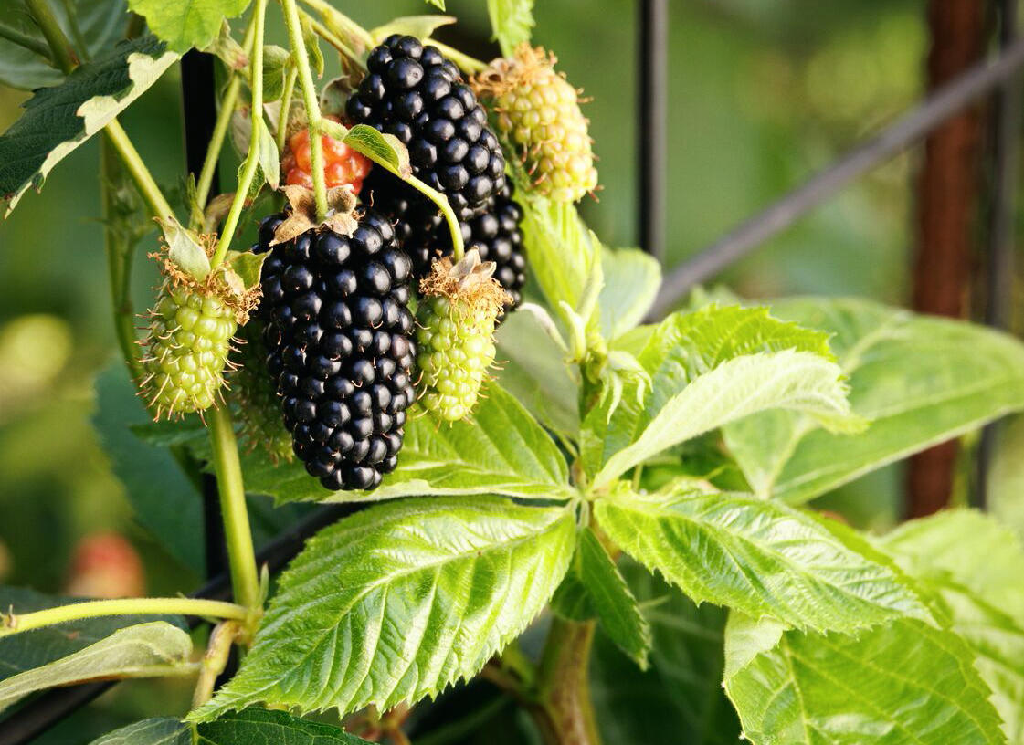 The Best New Vegetables, Herbs, and Fruits of 2023 | Garden Housecalls