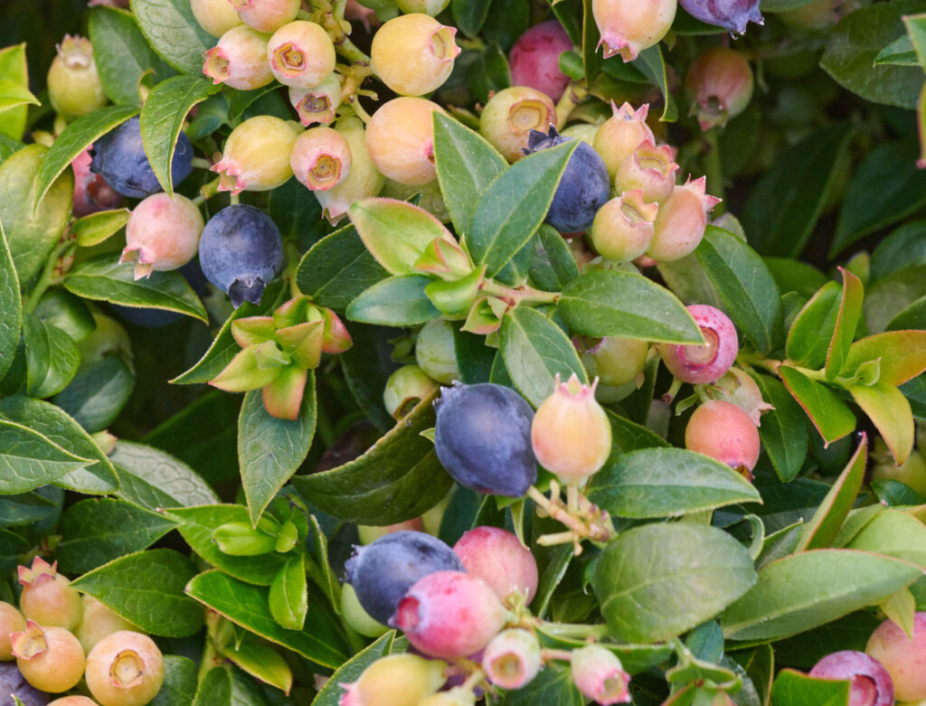 Garden Housecalls - The Best New Vegetables and Fruits of 2024