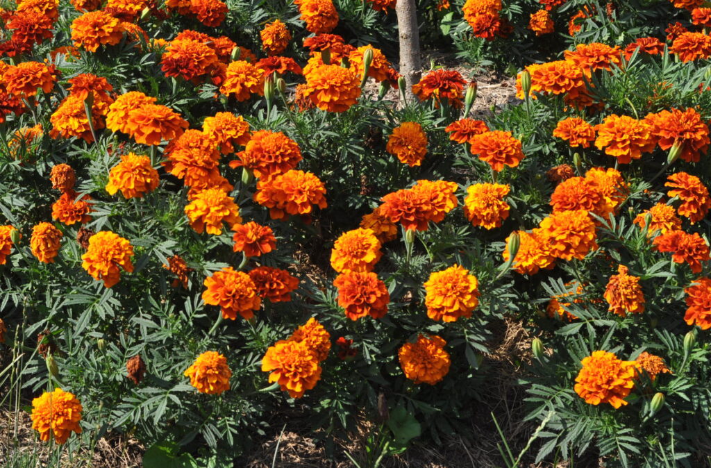 Marigold ‘Fireball’ | Garden Housecalls