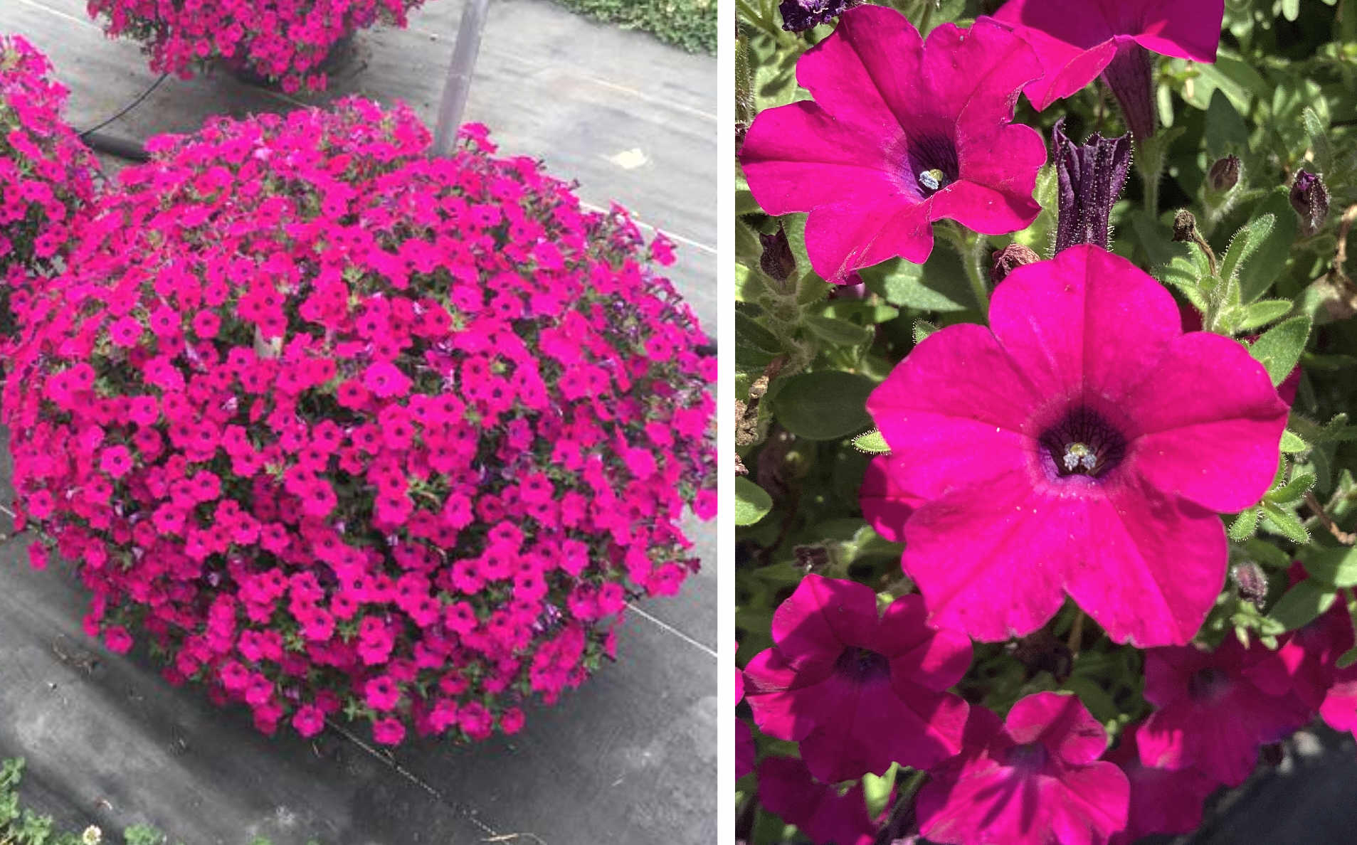 George's Current Ramblings and Readlings | Garden Housecalls