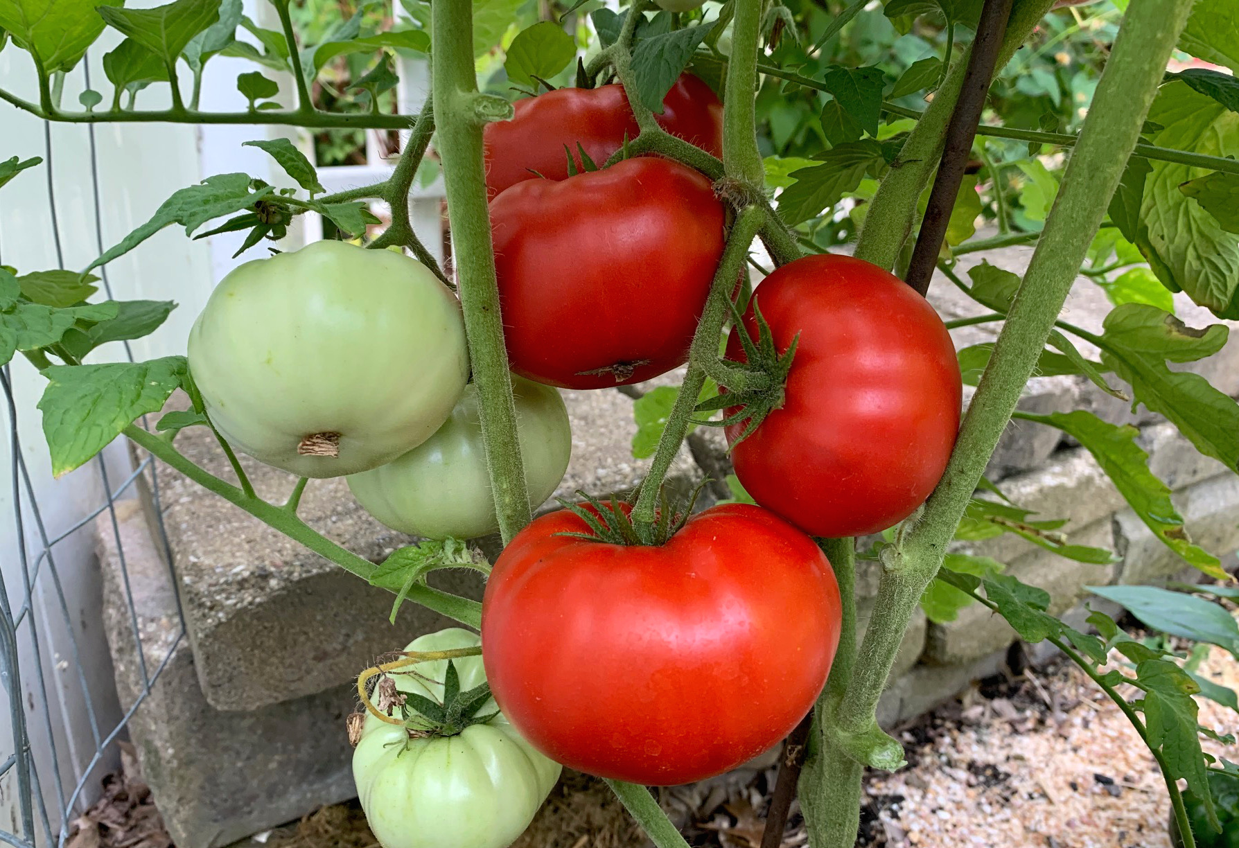 The Best New Vegetables, Herbs, and Fruits of 2025 | Garden Housecalls